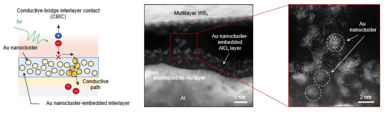 2D semiconductor sensor: Gold nanoparticles boost optical signal efficiency