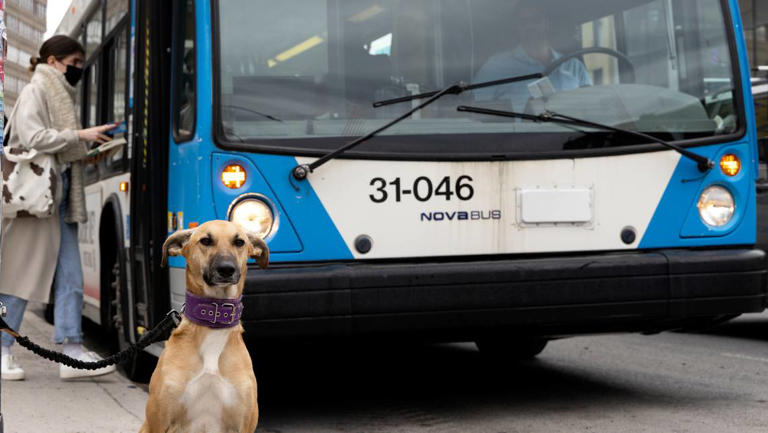 Dogs on buses? Opposition pushing for it, but STM cool to idea