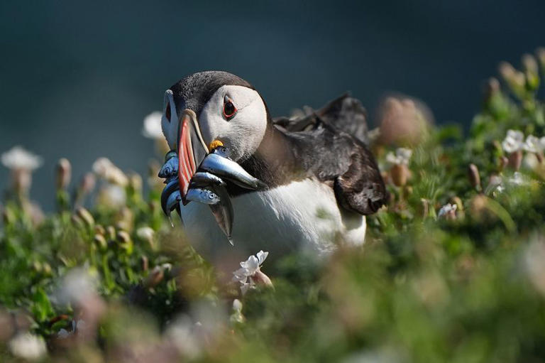 Why oil spill from Stena Immaculate could have devastating consequences ...