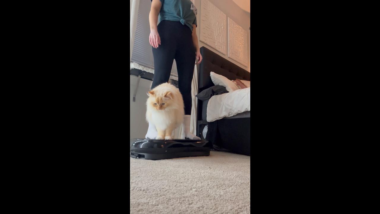 Vocal Cat Vibrates With Mom