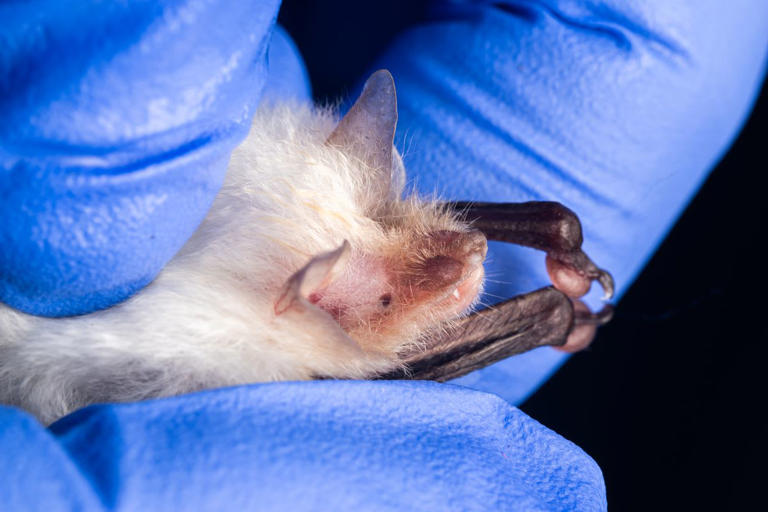Adorable All-White Spix’s Disc-Winged Bat Marks First Record Of Leucism ...