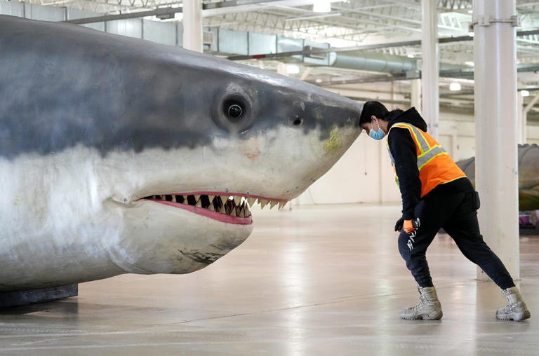 Largest shark that ever lived: Scientists unlock mystery about the ...