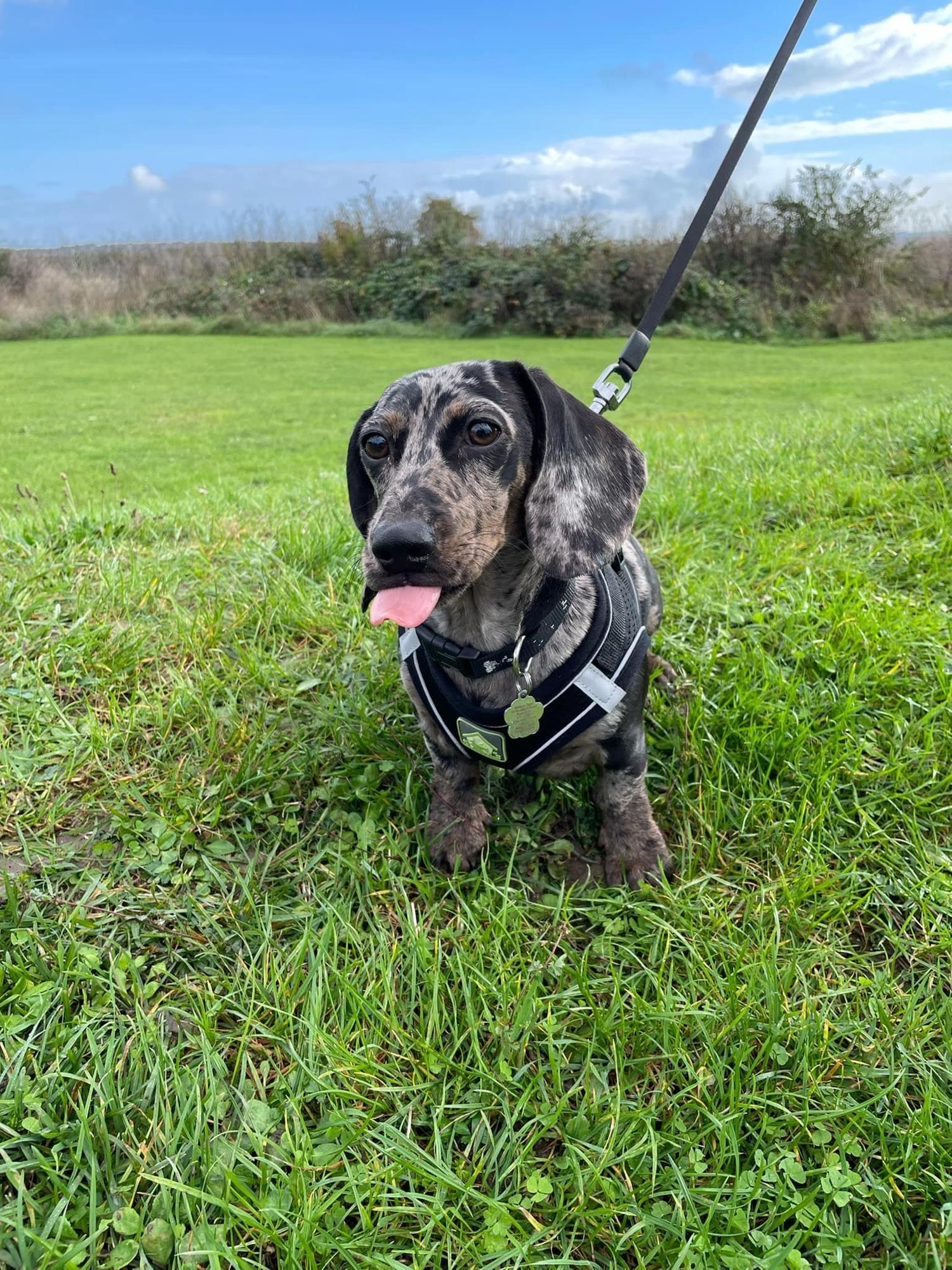 Owner's sigh of relief after pet's lungworm treatment