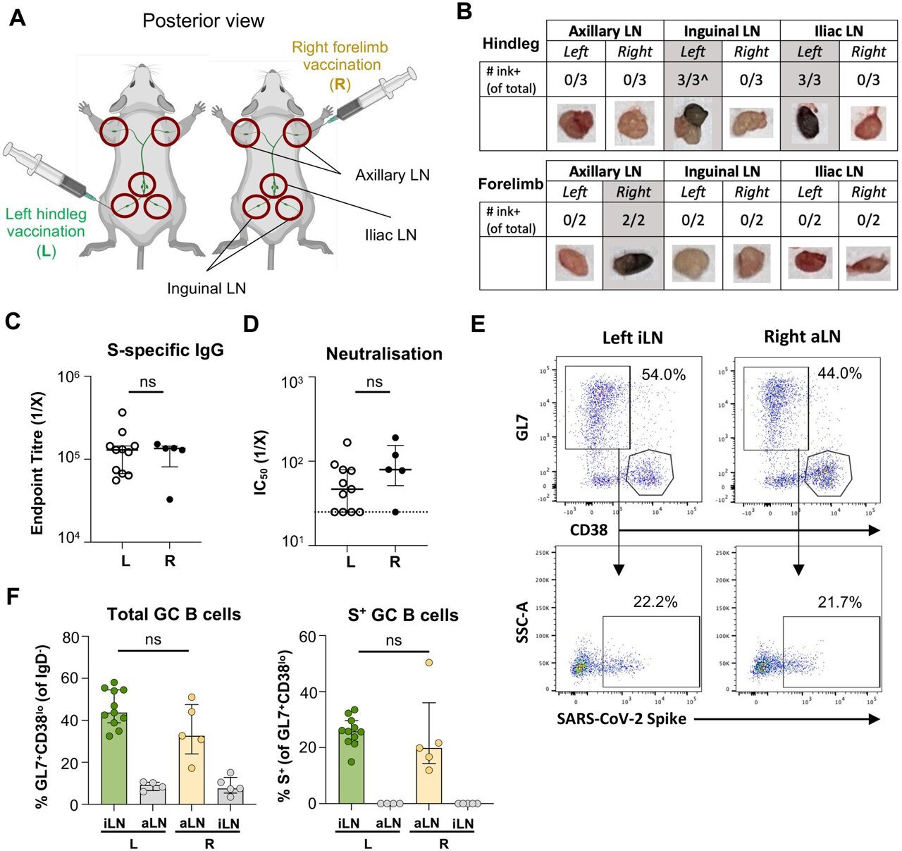 Multi-dose vaccines administered in the same site boost immune response