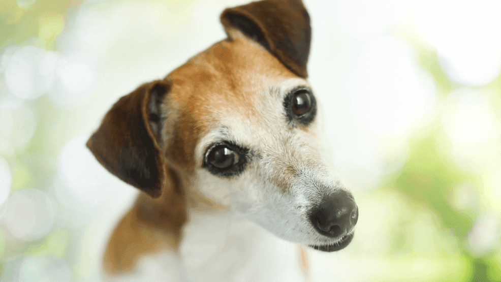 Pet microchip scanning station opening in Kanawha County