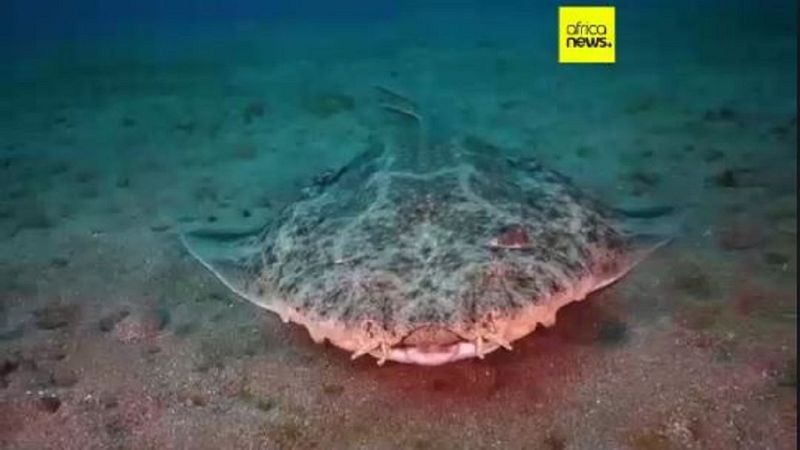 New discoveries: Ocean census project reveals over 800 new species of ...