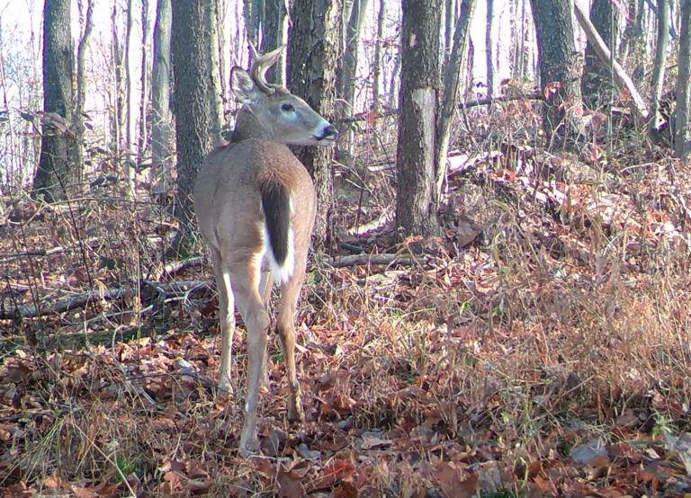 Six Pa. bills, including moving the first day of rifle deer season, go ...