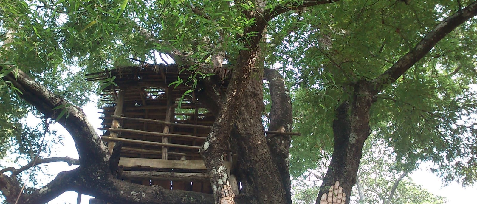 REPORT: City Forcing ‘Simpsons’ Producer To Tear Down Iconic Treehouse ...