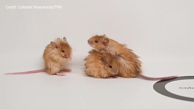 ‘Colossal woolly mouse’: Discovery brings scientists one step closer to ...