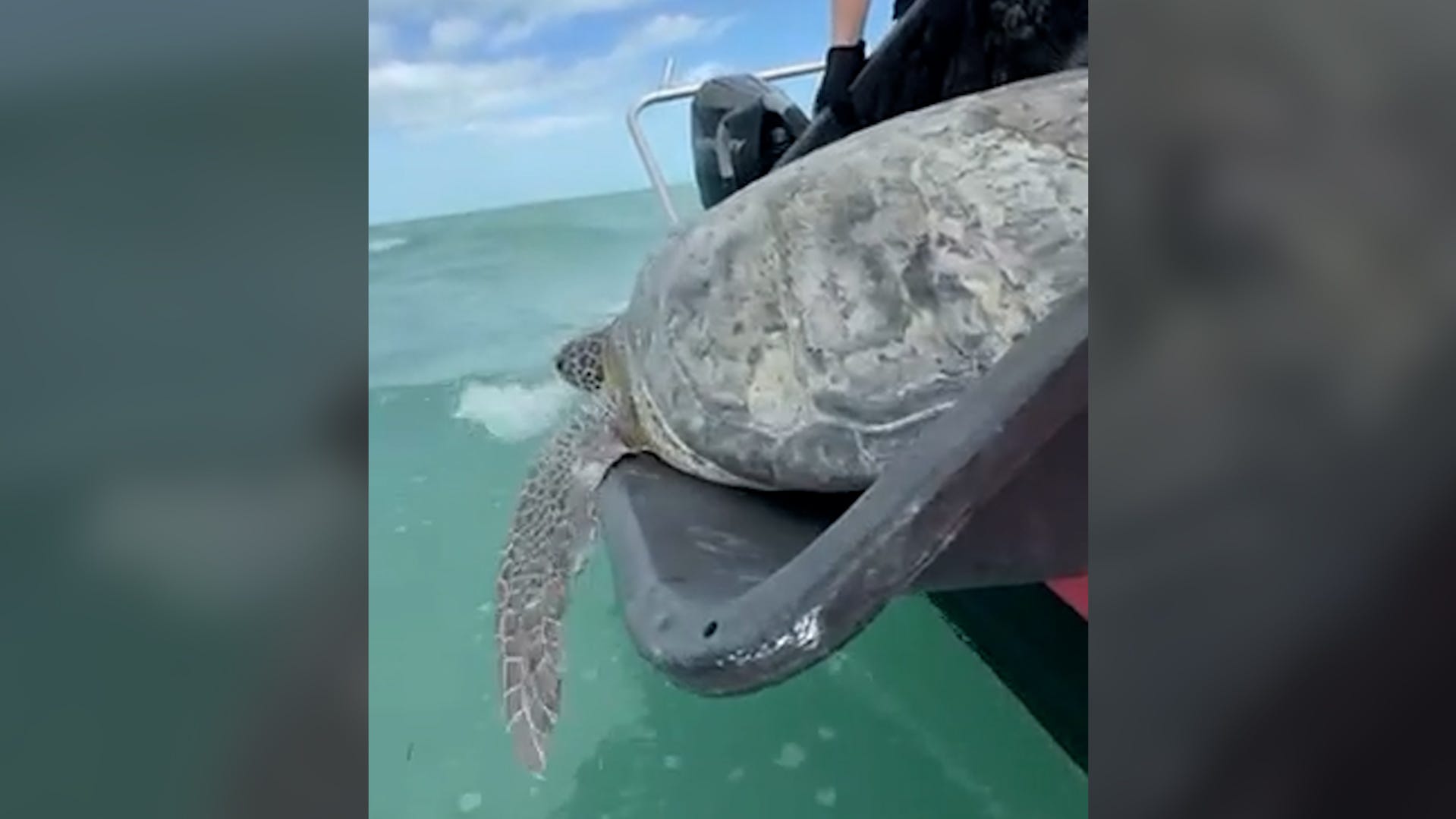 Heartwarming moment sea turtle returns to the ocean after a flipper ...
