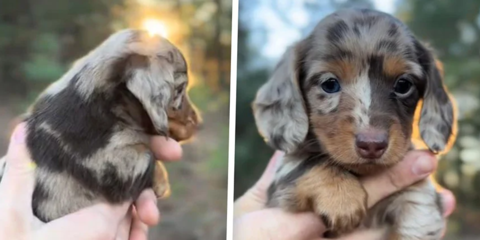 Mini-Dackel Mocha begeistert TikTok: Millionen Fans dank einzigartiger ...