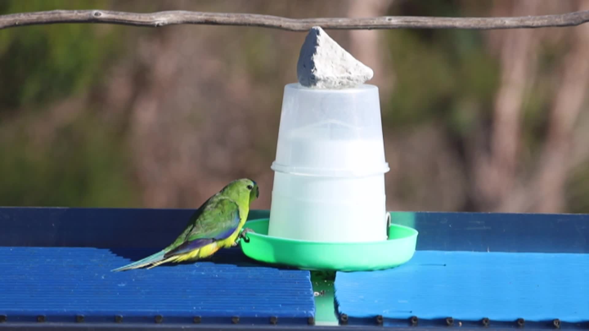 Expectations set for a record-breaking orange-bellied parrot migration ...