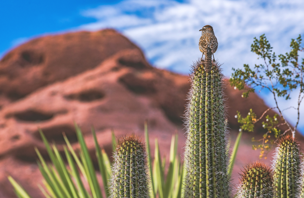 11 Creatures You Can Only Find in the Arizona Desert