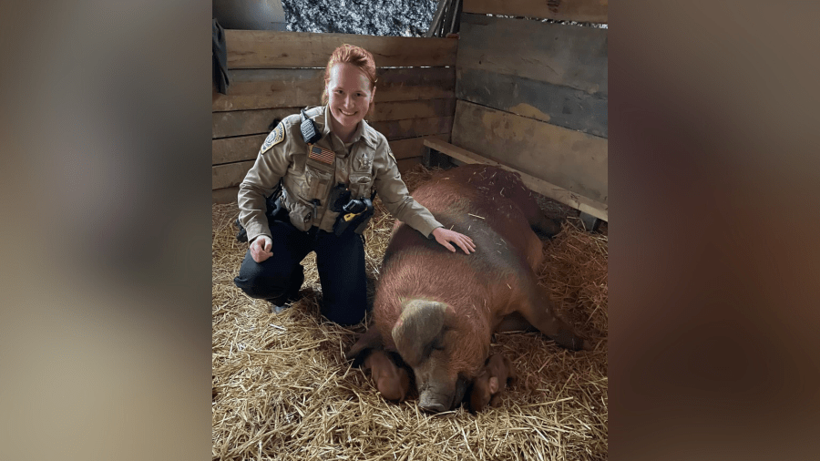 ‘Snout or never’: Stafford County deputy helps 400-pound pig give birth