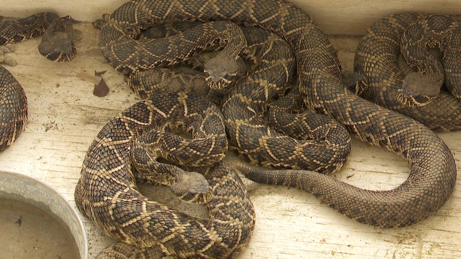 GIVEAWAY: Opp Rattlesnake Rodeo tickets