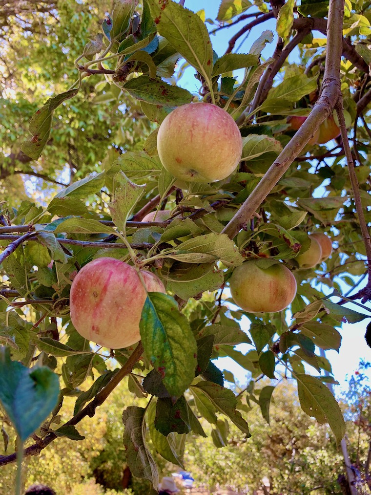 Celebrate National Johnny Appleseed Day: History and Recipes