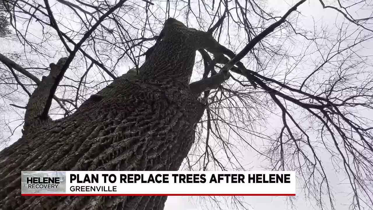 City making plans to replace trees lost after Helene