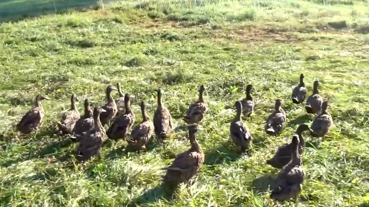 Duck Sex Feather Explained