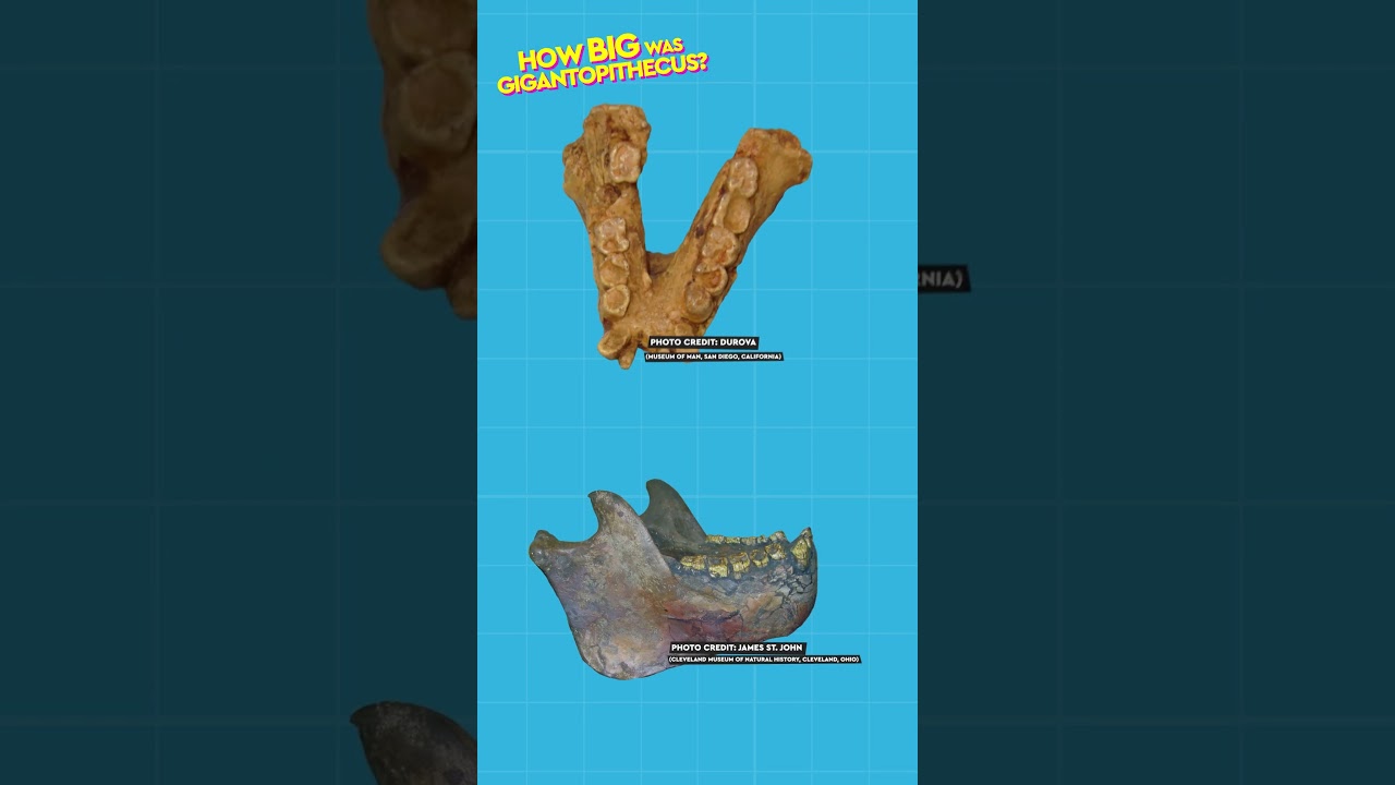 Learn how big Gigantopithecus really grew in prehistoric times