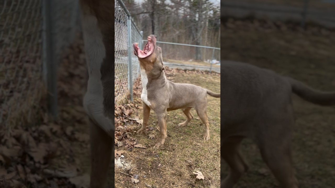 Owner fights dog playfully using only a water spray bottle