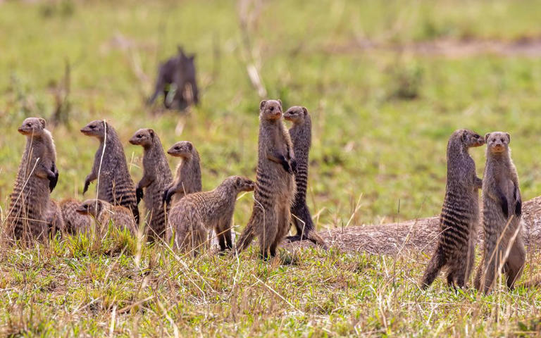 Tout savoir sur les mangoustes