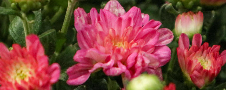 Fake Update Windows 11: molto più di un semplice scherzo