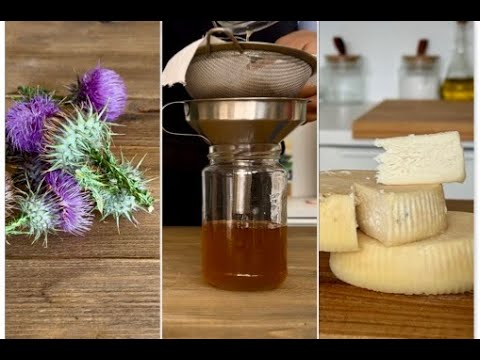 DIY Rennet from Wild Thistle! (Make Your Own Cheese!)