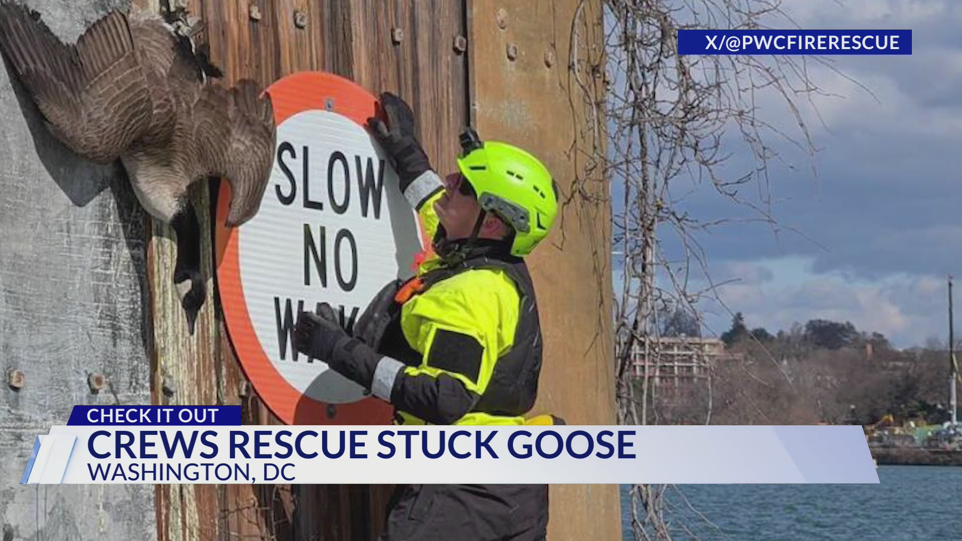Prince William County Fire and Rescue members rescue Canadian Goose ...