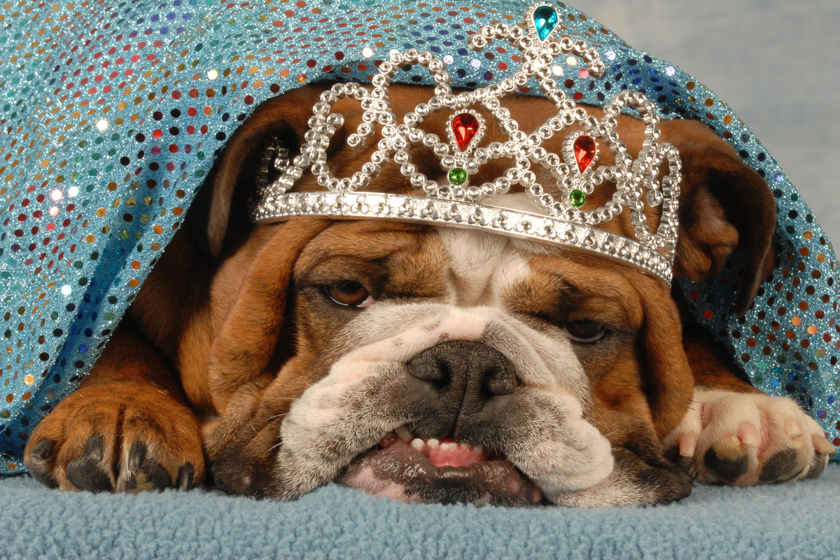 ‘Majestic’ English Bulldog Riding Chair Lift Like Royalty Has Internet ...