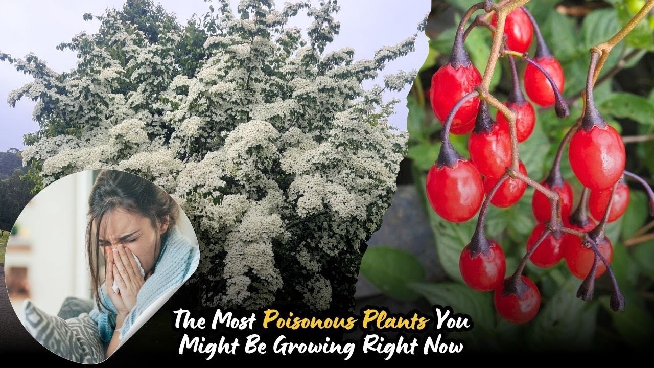 The Most Poisonous Plants You Might Be Growing Right Now