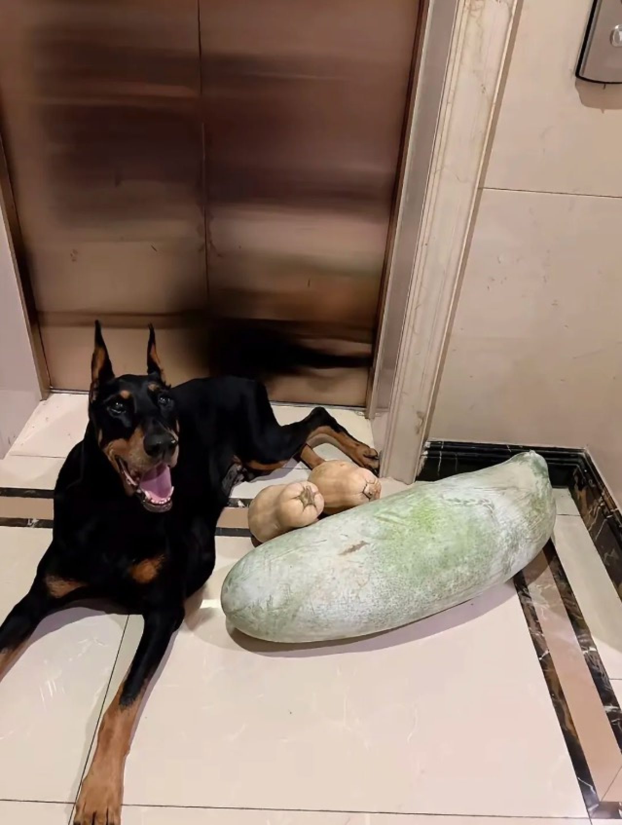 Chinese woman pays US$22,000 to clone late dog with skin sample, sparks ...