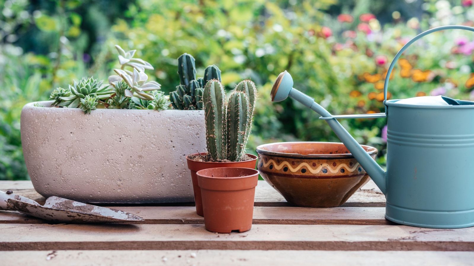 How to make your own cactus potting mix – an easy DIY to give your ...