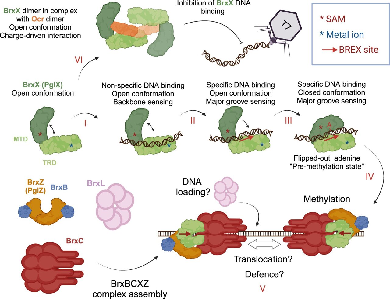 BREX system's unique DNA recognition mechanism enhances bacterial ...