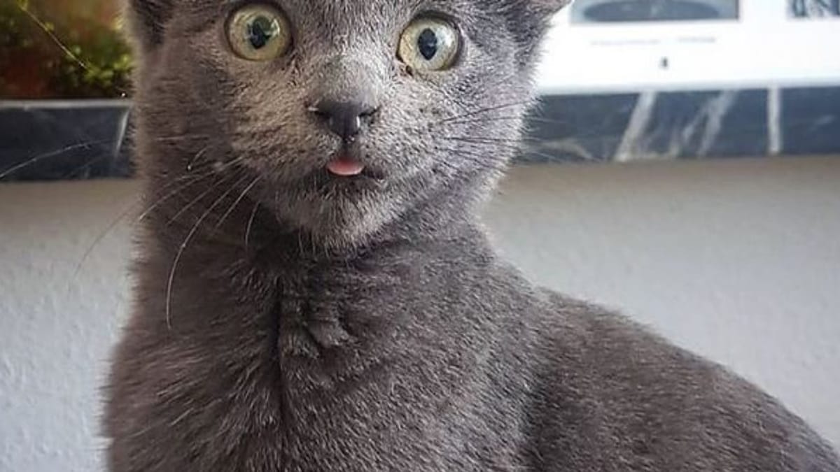 A very rare genetic mutation makes Midas the cat truly one-of-a-kind ...