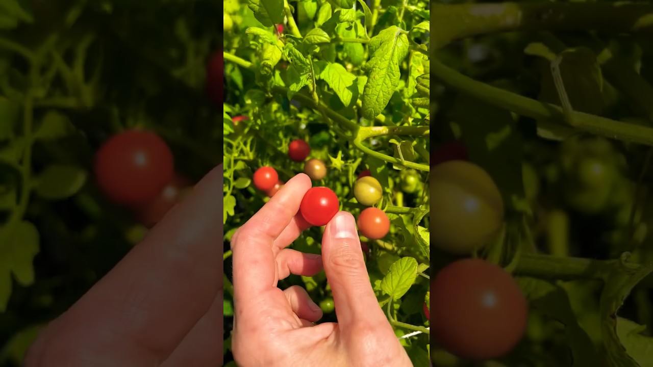 Must-Try Tomato Hack for Delicious Meals