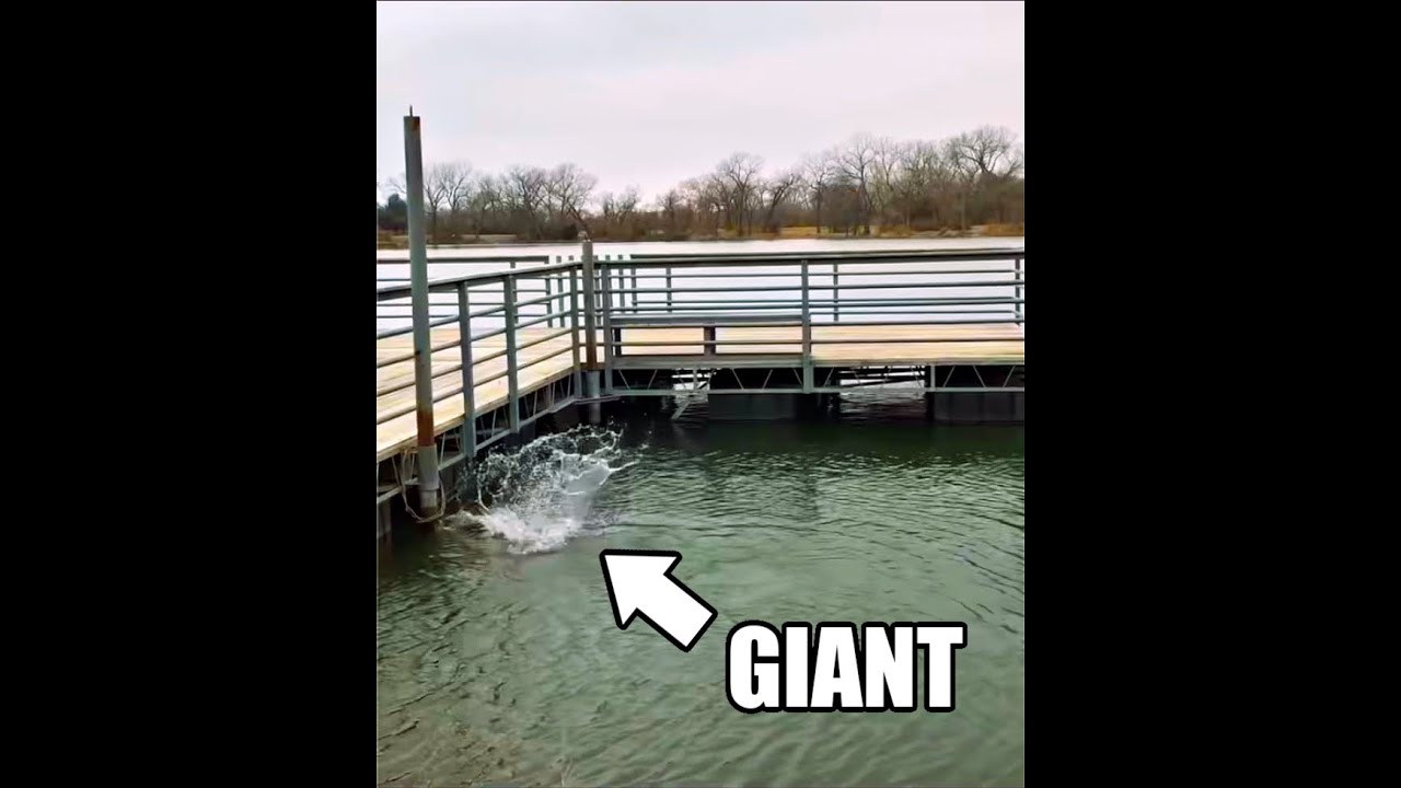 Hooked massive fish no angler expected to catch