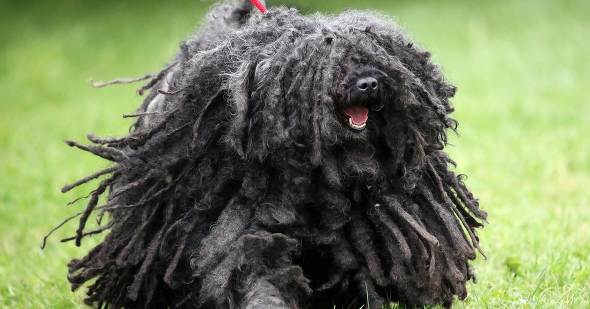 20 High-Maintenance Dog Breeds You Should Avoid If You’re Busy