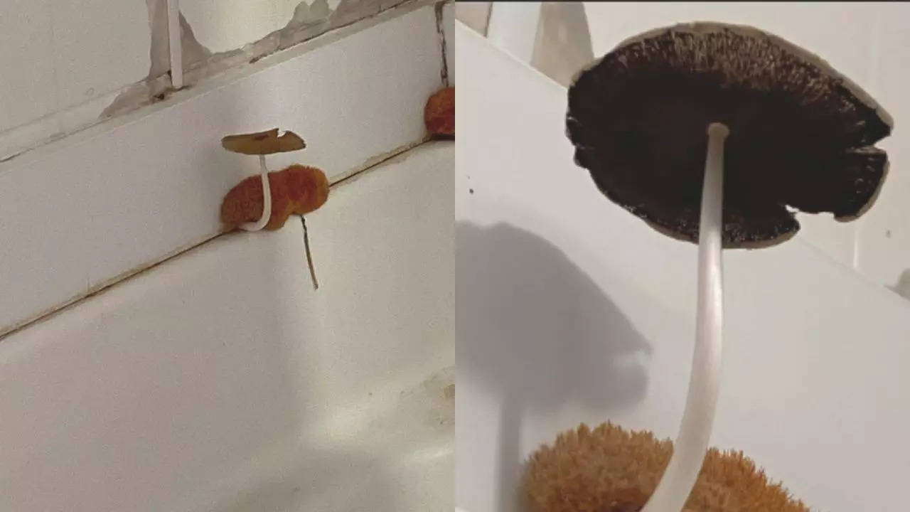 “How is your shower growing mushrooms”: Woman's bathroom 'loofah' turns ...