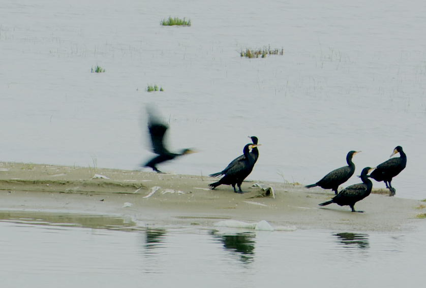 '불청객'민물가마우지 어쩌나…전북서도 피해 잇따라