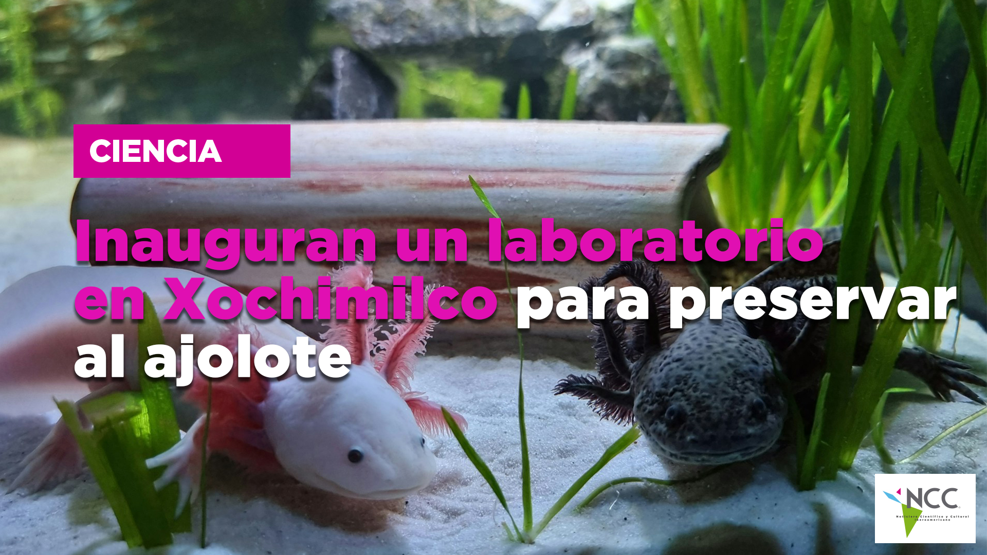 Inauguran un laboratorio en Xochimilco para preservar al ajolote