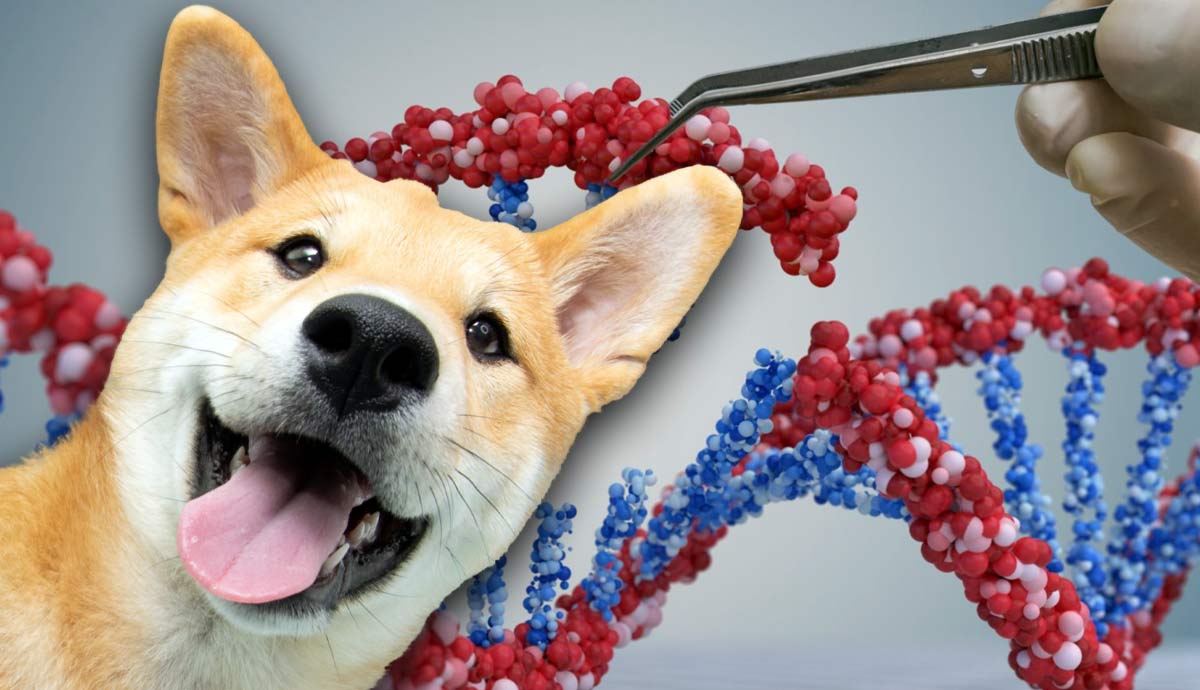 4 Potential Uses for Gene Editing in Dogs