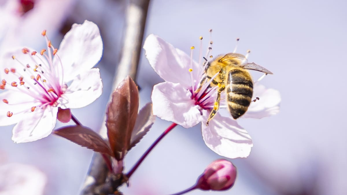 Dank milder Wintermonate: Natur erwacht erneut früher