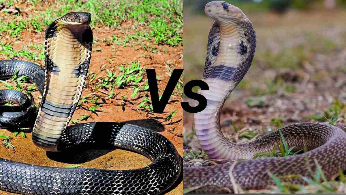 King Cobra vs Indian Cobra: Find out the differences in size, venom ...