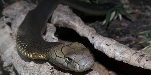 King Cobra vs Indian Cobra: Find out the differences in size, venom ...