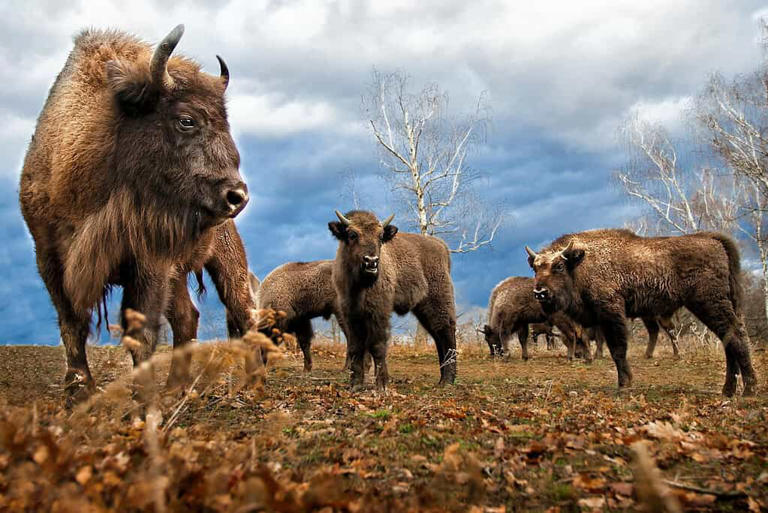 Yellowstone Bison Made a Stunning Comeback. Now, After 120 Years of ...