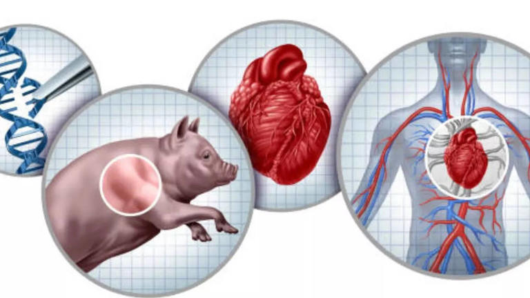 “You’ve Got A Pig’s Heart!” Genetically Modified Pigs With Human-like ...
