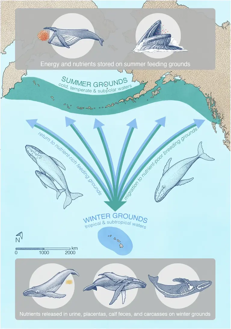 The surprising impact of whale pee on the health of ocean ecosystems