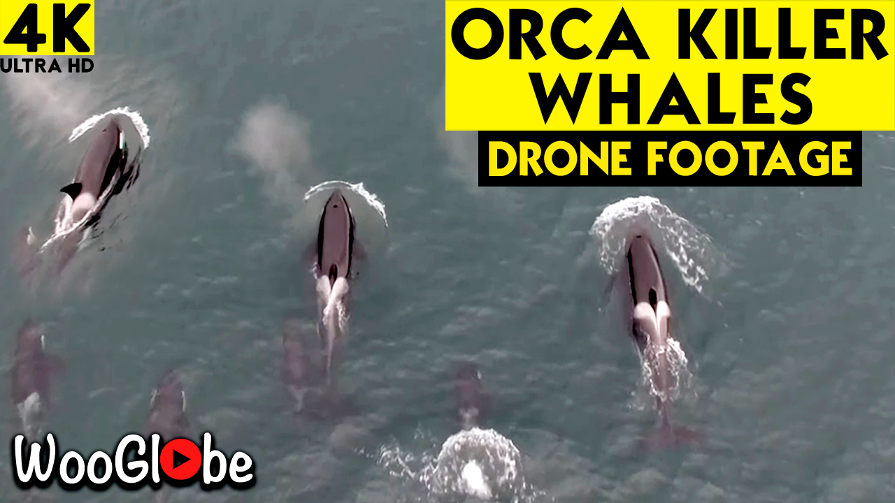 Orca Whales in the straits - 4k Drone Footage