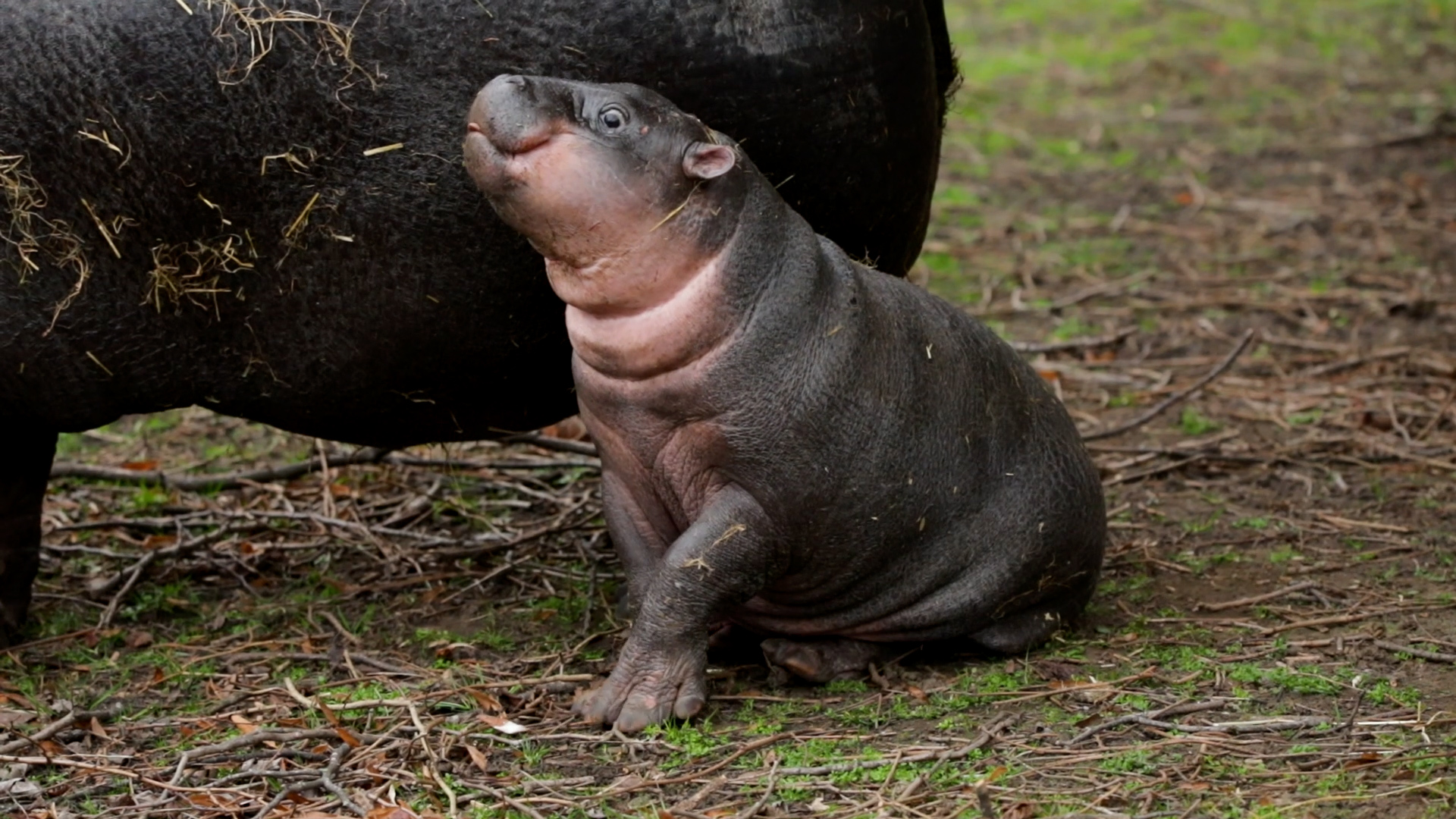 RAW VIDEO: Scotland's Famous Pygmy Hippo Haggis Is Venturing Outside