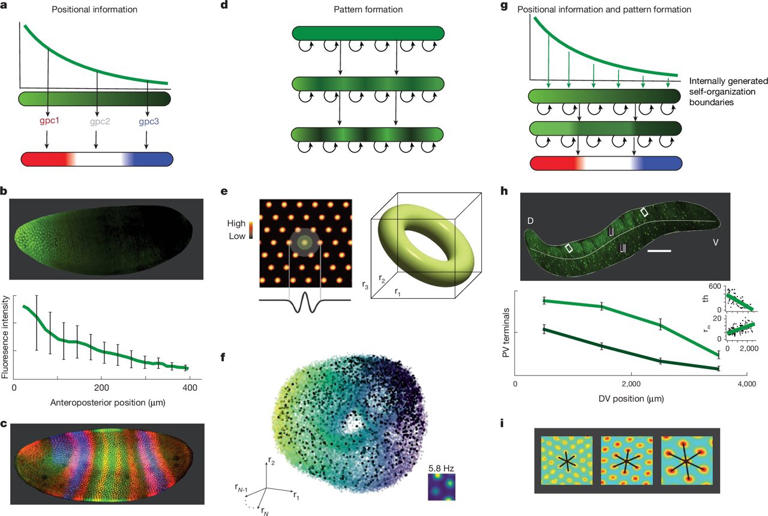 How nature organizes itself, from brain cells to ecosystems